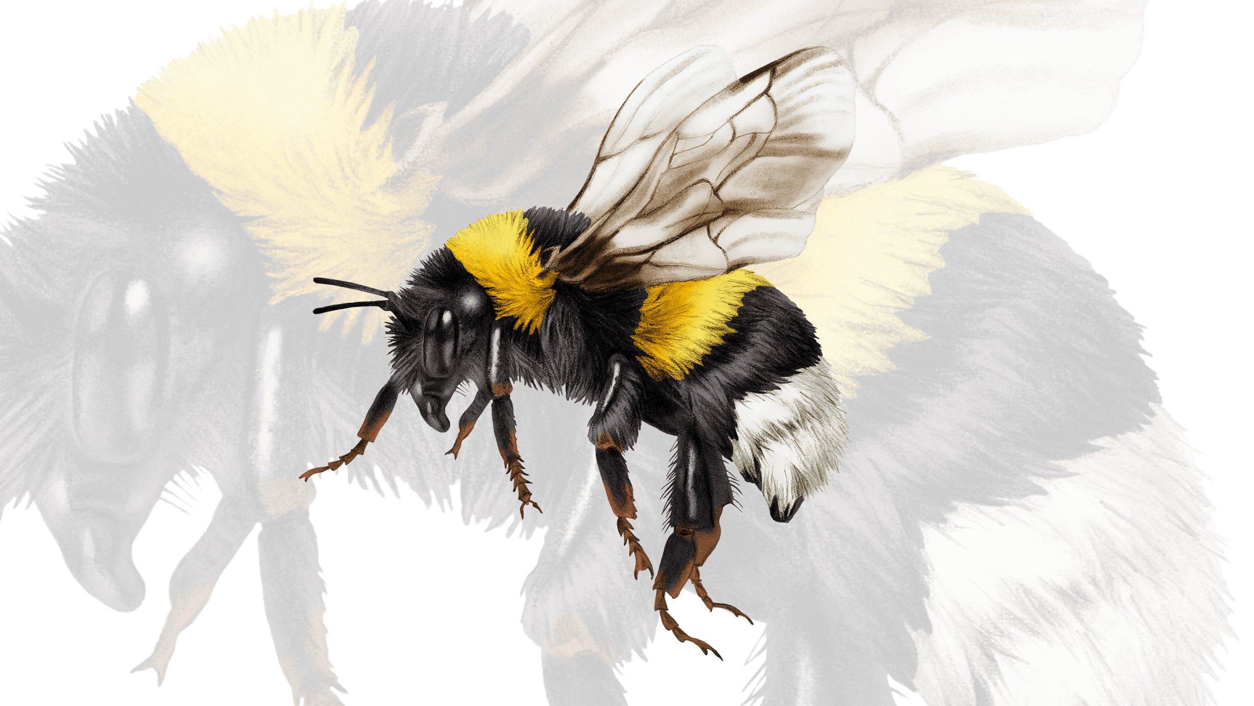 Humla – Terra de Holocene